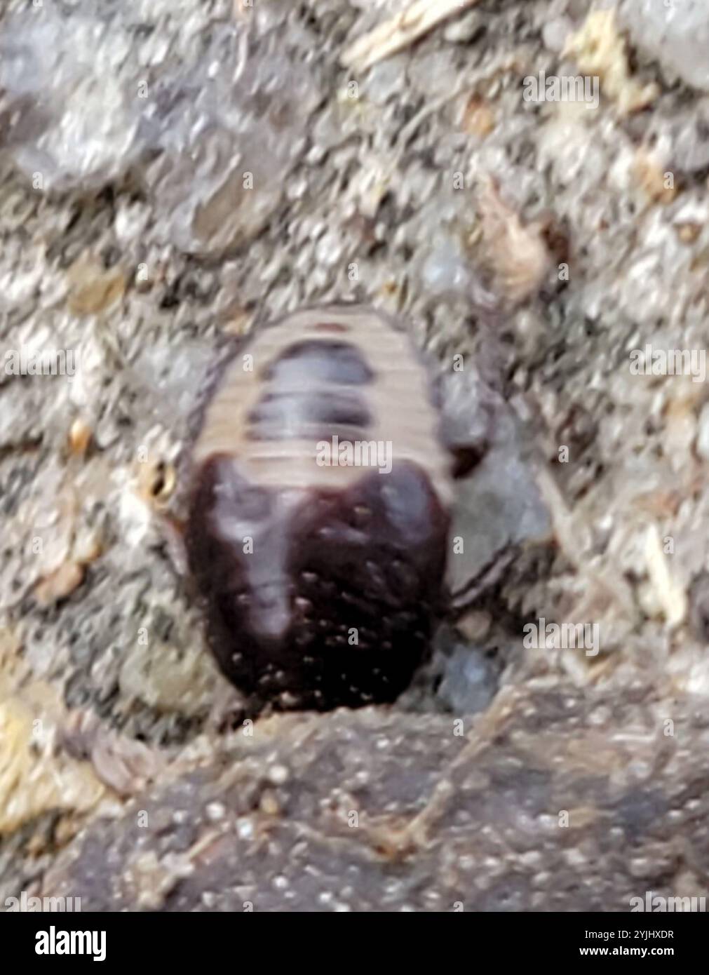 Two-lined Burrowing Bug (Pangaeus bilineatus Stock Photo - Alamy