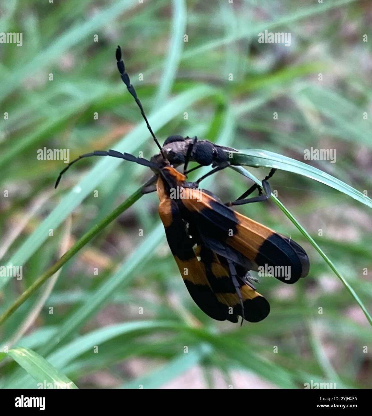 Reticulated net winged beetle hi-res stock photography and images - Alamy