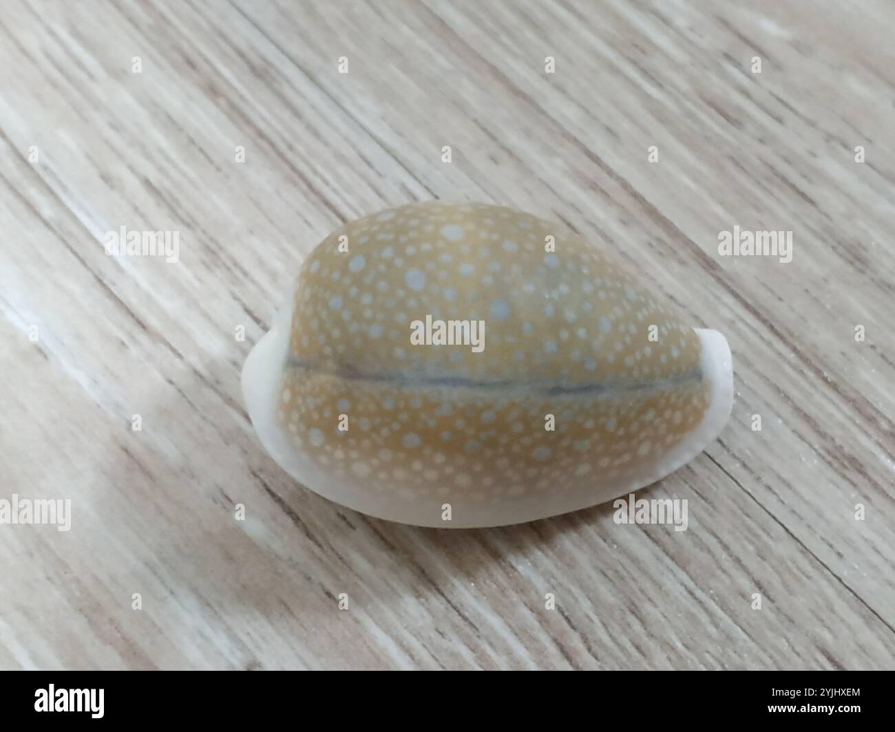 Naria miliaris hi-res stock photography and images - Alamy