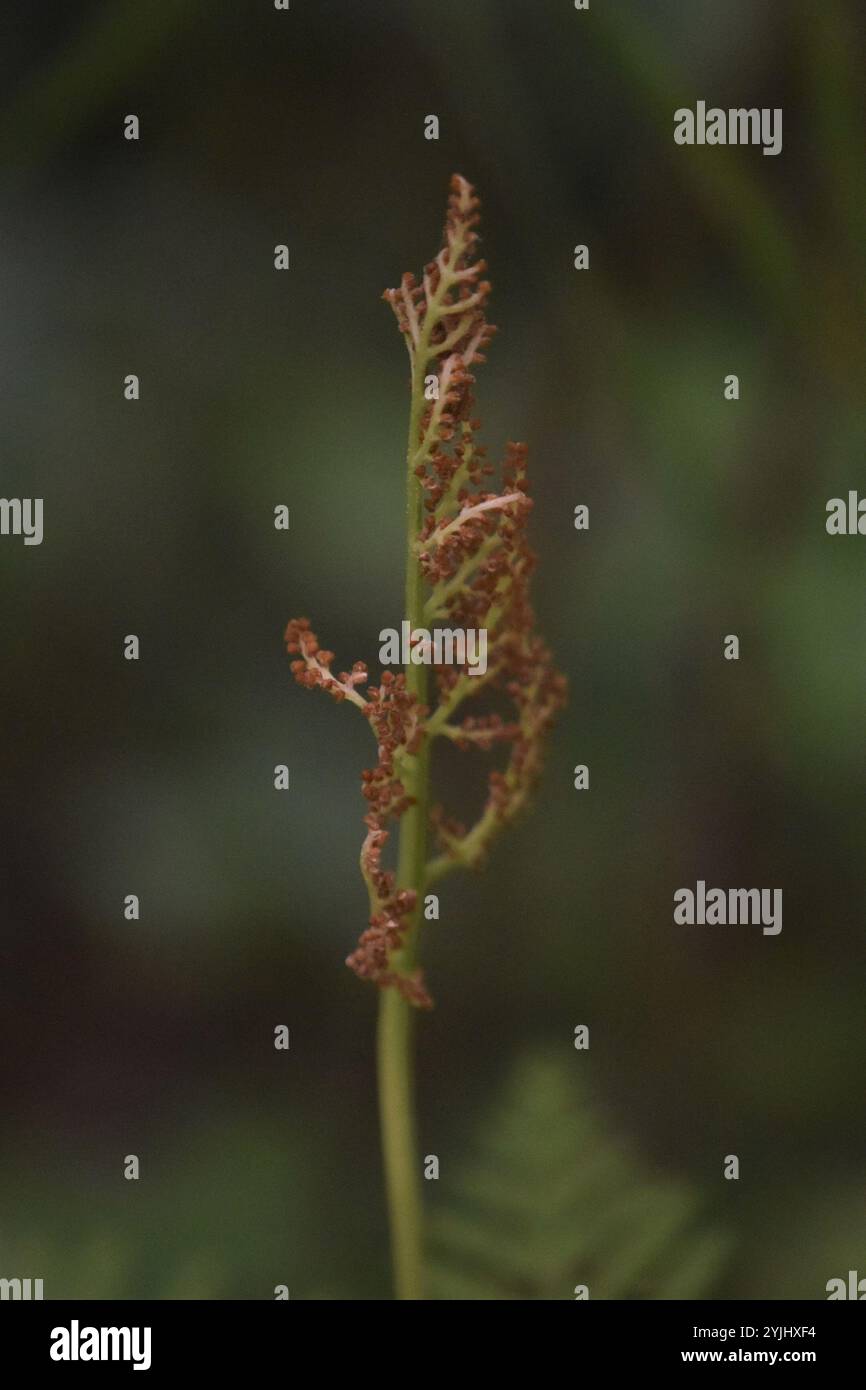 rattlesnake fern (Botrypus virginianus Stock Photo - Alamy