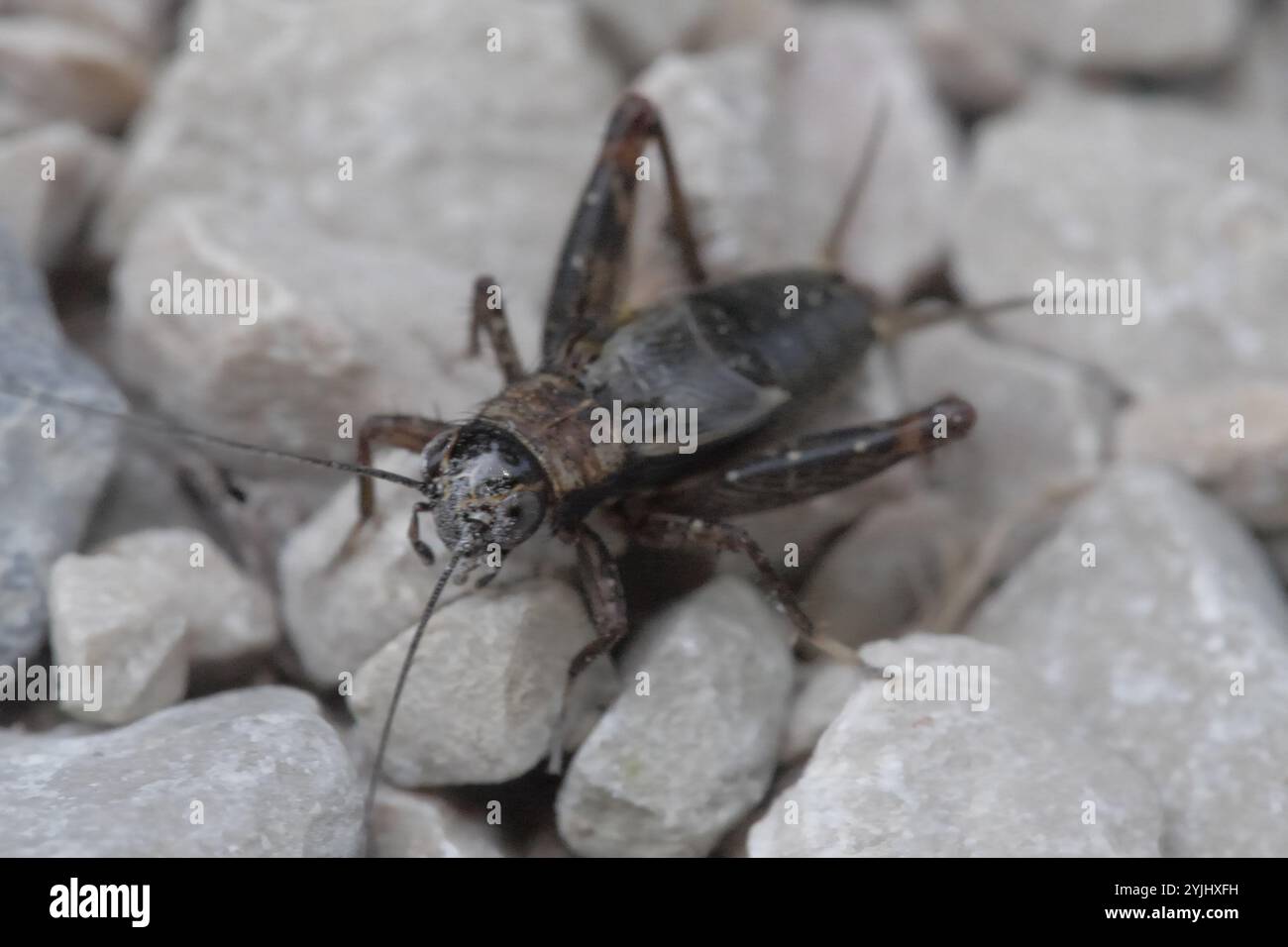 Nemobius hi-res stock photography and images - Alamy