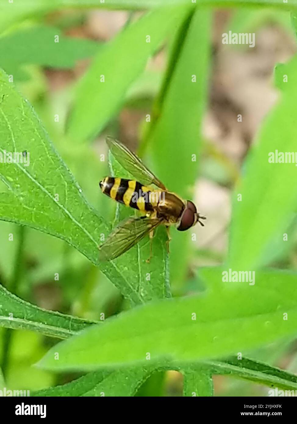 Common Flower Flies (Syrphus Stock Photo - Alamy