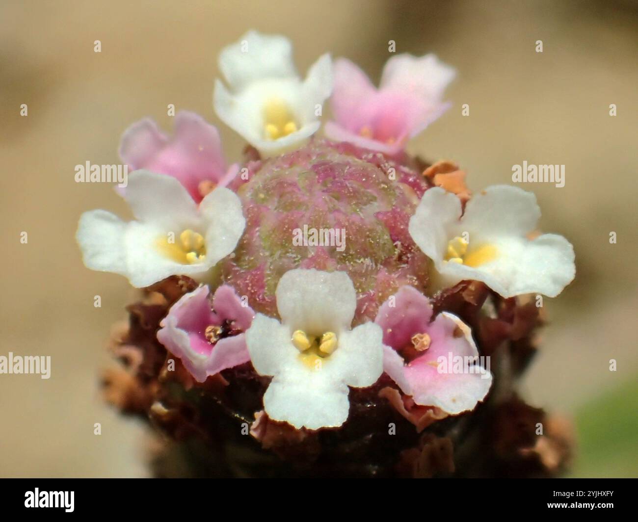 turkey tangle frogfruit (Phyla nodiflora Stock Photo - Alamy
