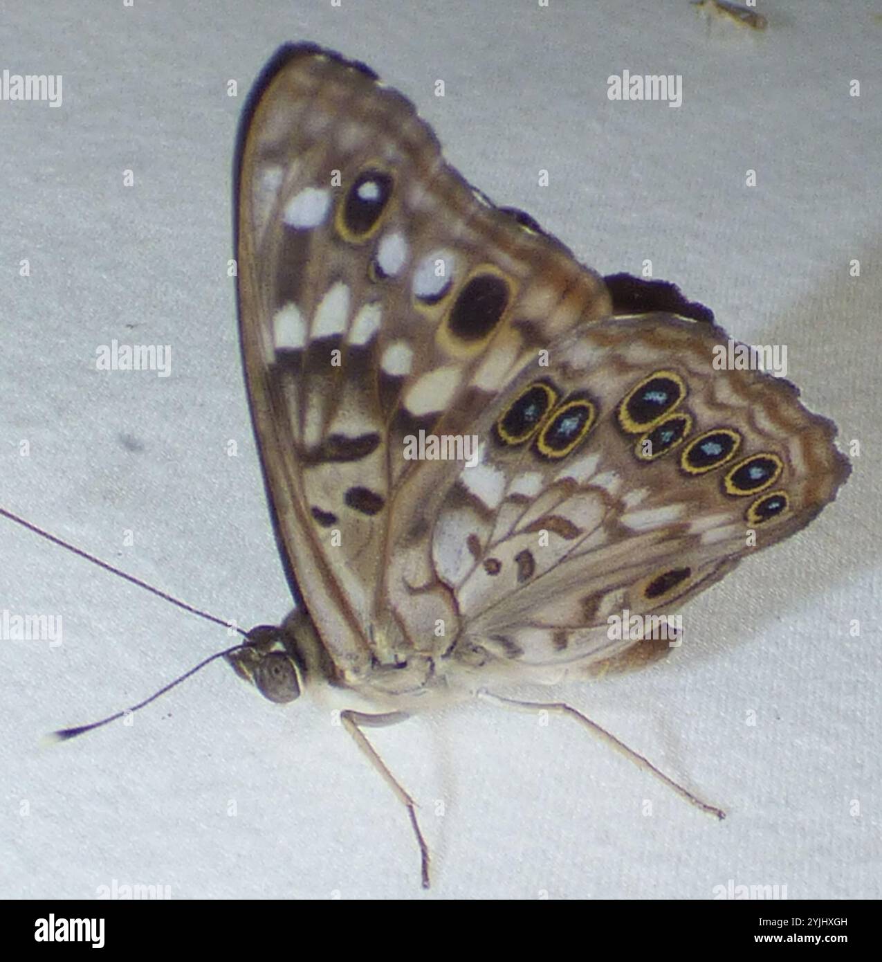 Hackberry Emperor (Asterocampa celtis Stock Photo - Alamy