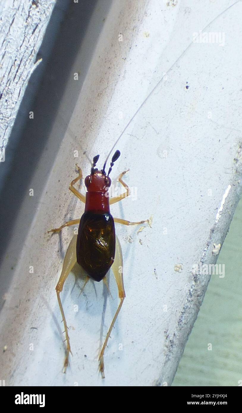 Red headed bush cricket hi-res stock photography and images - Alamy