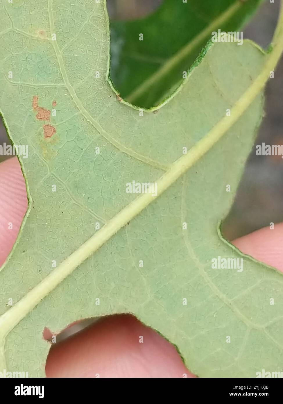 post oak (Quercus stellata Stock Photo - Alamy
