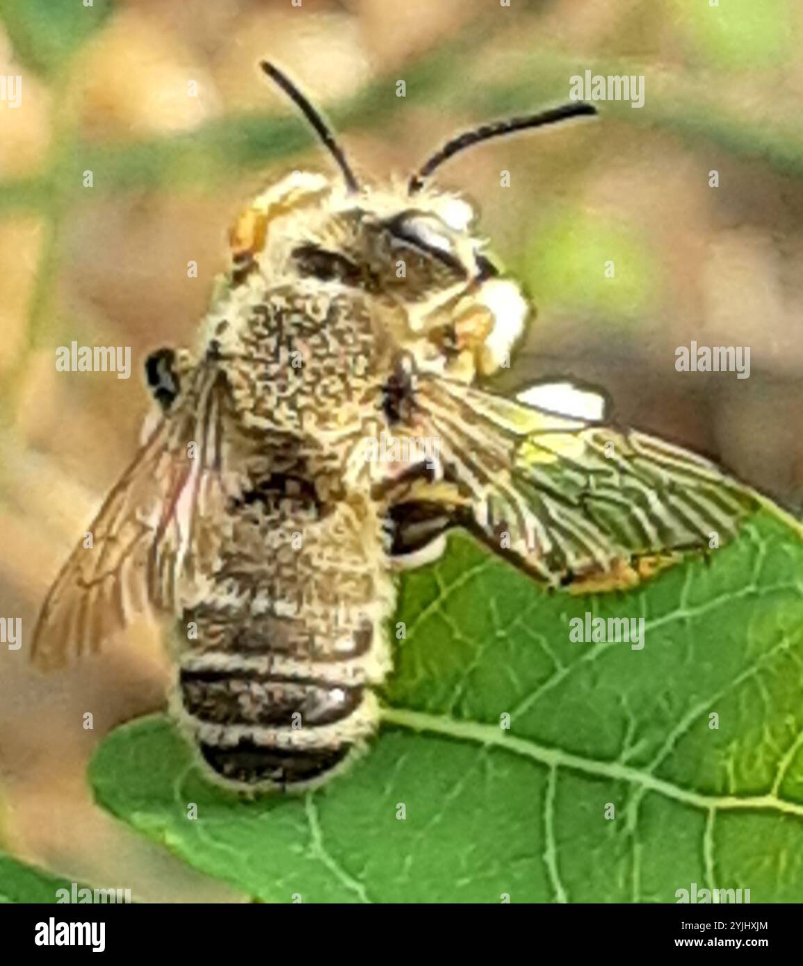 Western Leafcutter Bee (Megachile perihirta Stock Photo - Alamy