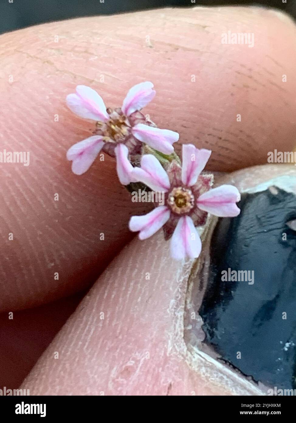 howell's horkelia (Horkelia howellii Stock Photo - Alamy