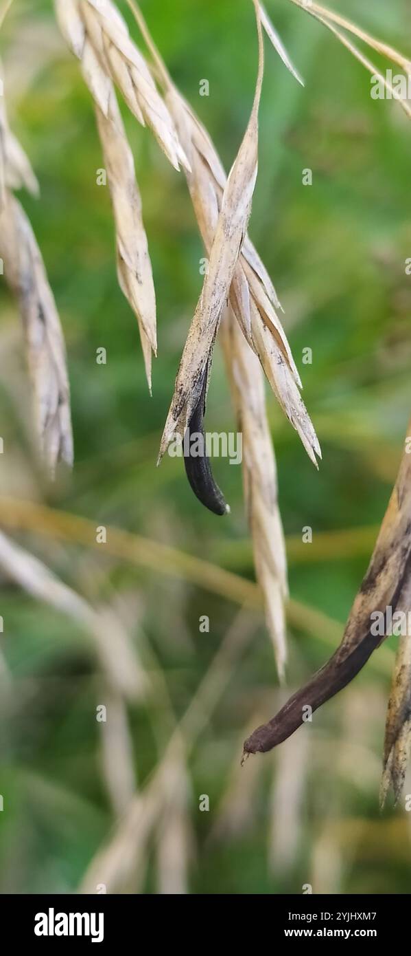 Rye ergot claviceps purpurea hi-res stock photography and images - Alamy