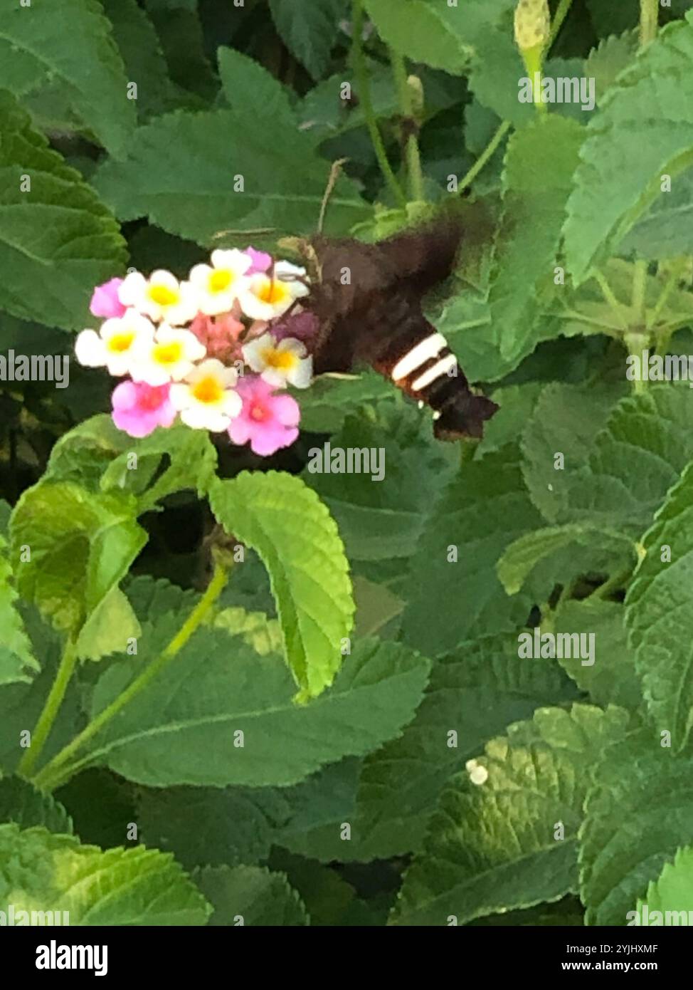 Nessus sphinx hi-res stock photography and images - Alamy