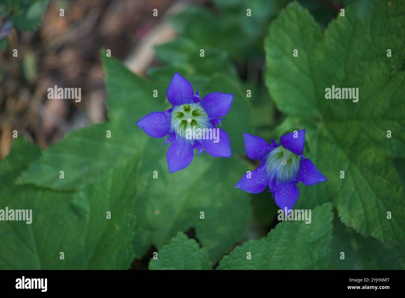 Mountain Bog Gentian (Gentiana calycosa Stock Photo - Alamy