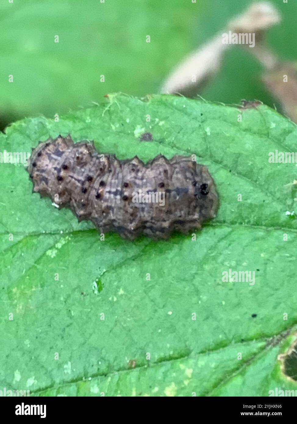 Didea hi-res stock photography and images - Alamy