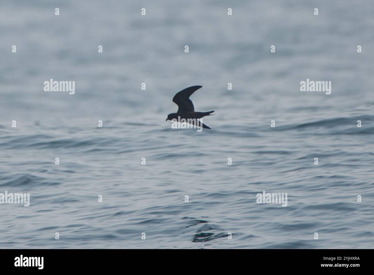 Black Storm-Petrel (Hydrobates melania Stock Photo - Alamy
