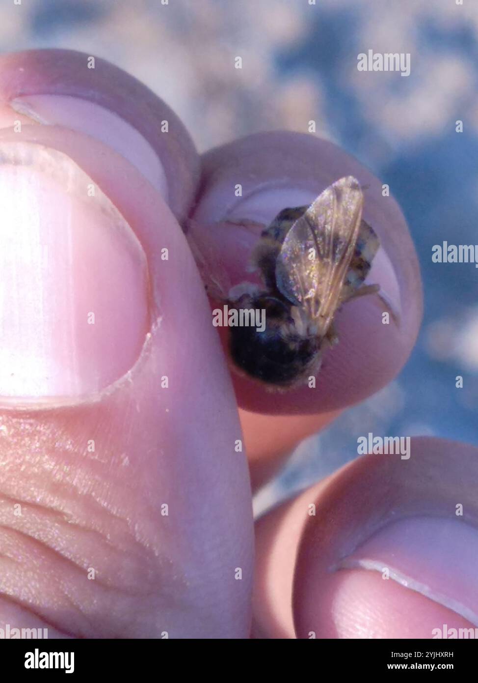 Horse Botfly (Gasterophilus intestinalis Stock Photo - Alamy