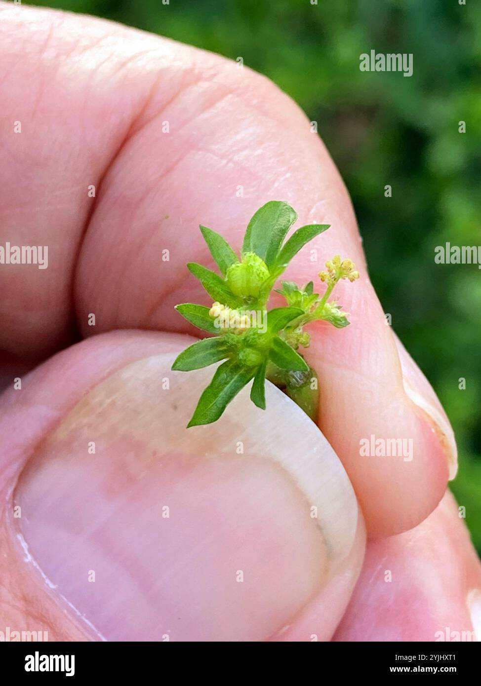 three-seeded mercuries (Acalypha Stock Photo - Alamy