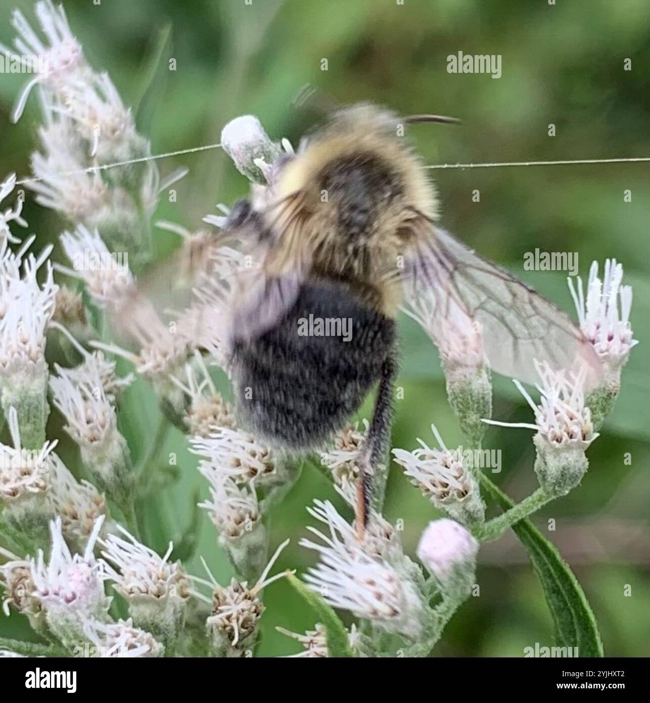 Common Eastern Bumble Bee (Bombus impatiens Stock Photo - Alamy