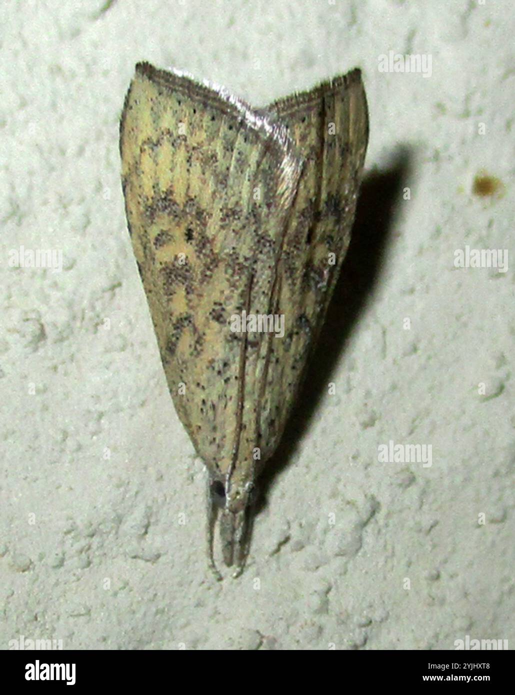 Crambid Snout Moths (Crambidae Stock Photo - Alamy