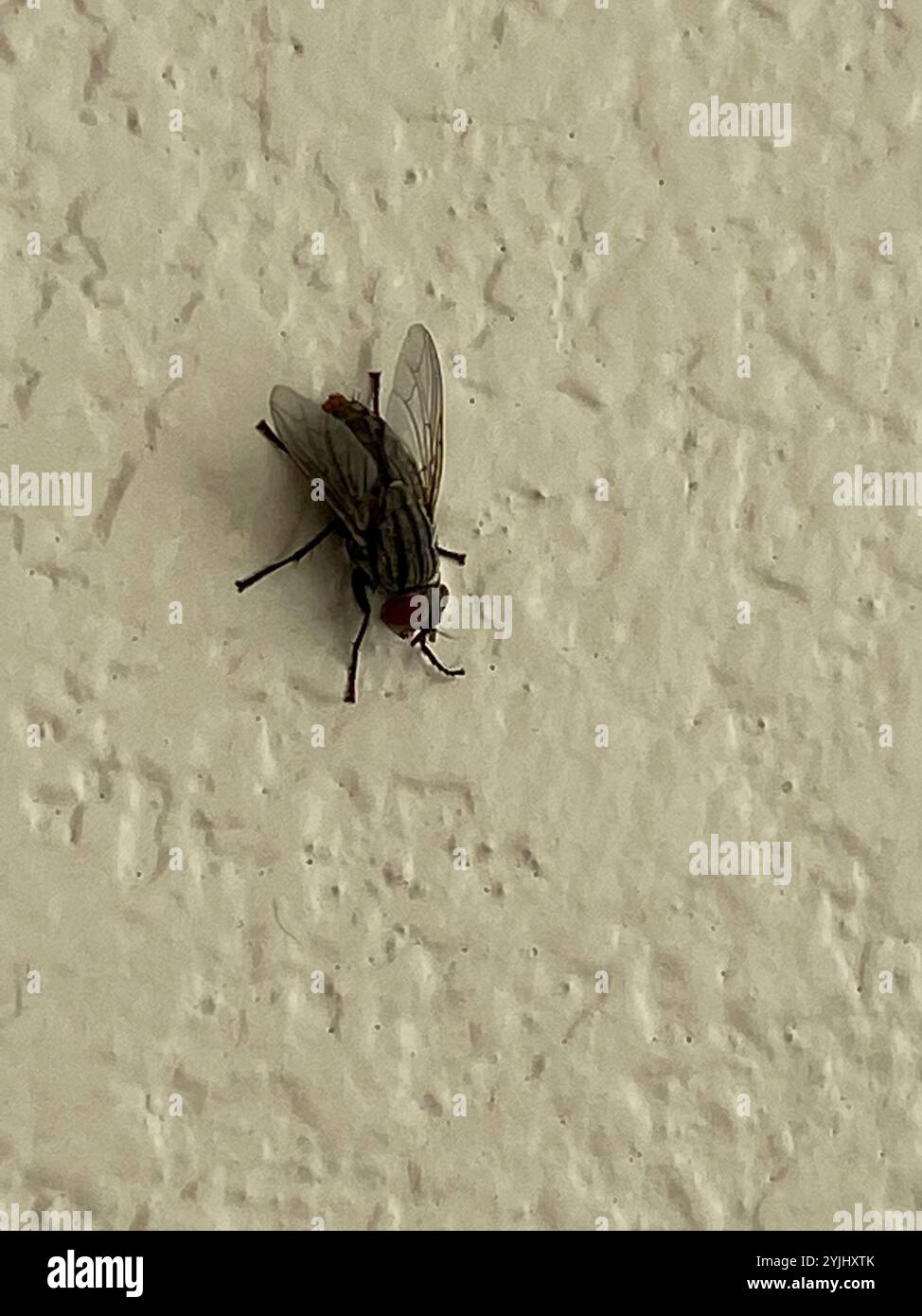 Common Flesh Flies (Sarcophaga Stock Photo - Alamy
