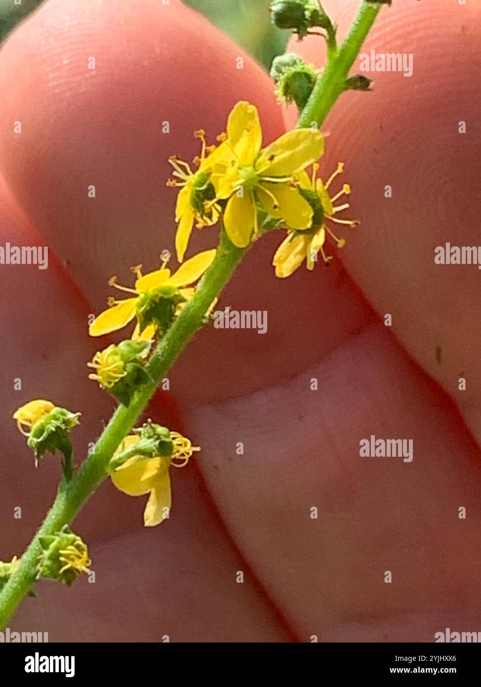 swamp agrimony (Agrimonia parviflora Stock Photo - Alamy