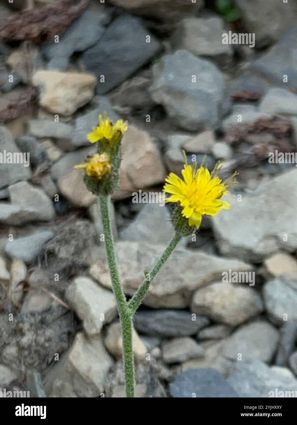 Slender hawkweed hi-res stock photography and images - Alamy