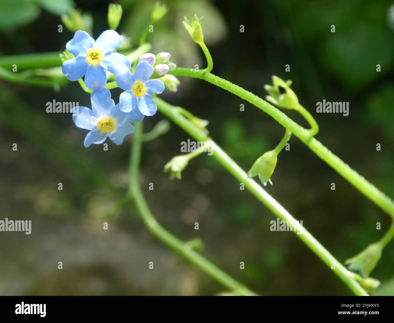 water forget-me-not (Myosotis scorpioides Stock Photo - Alamy