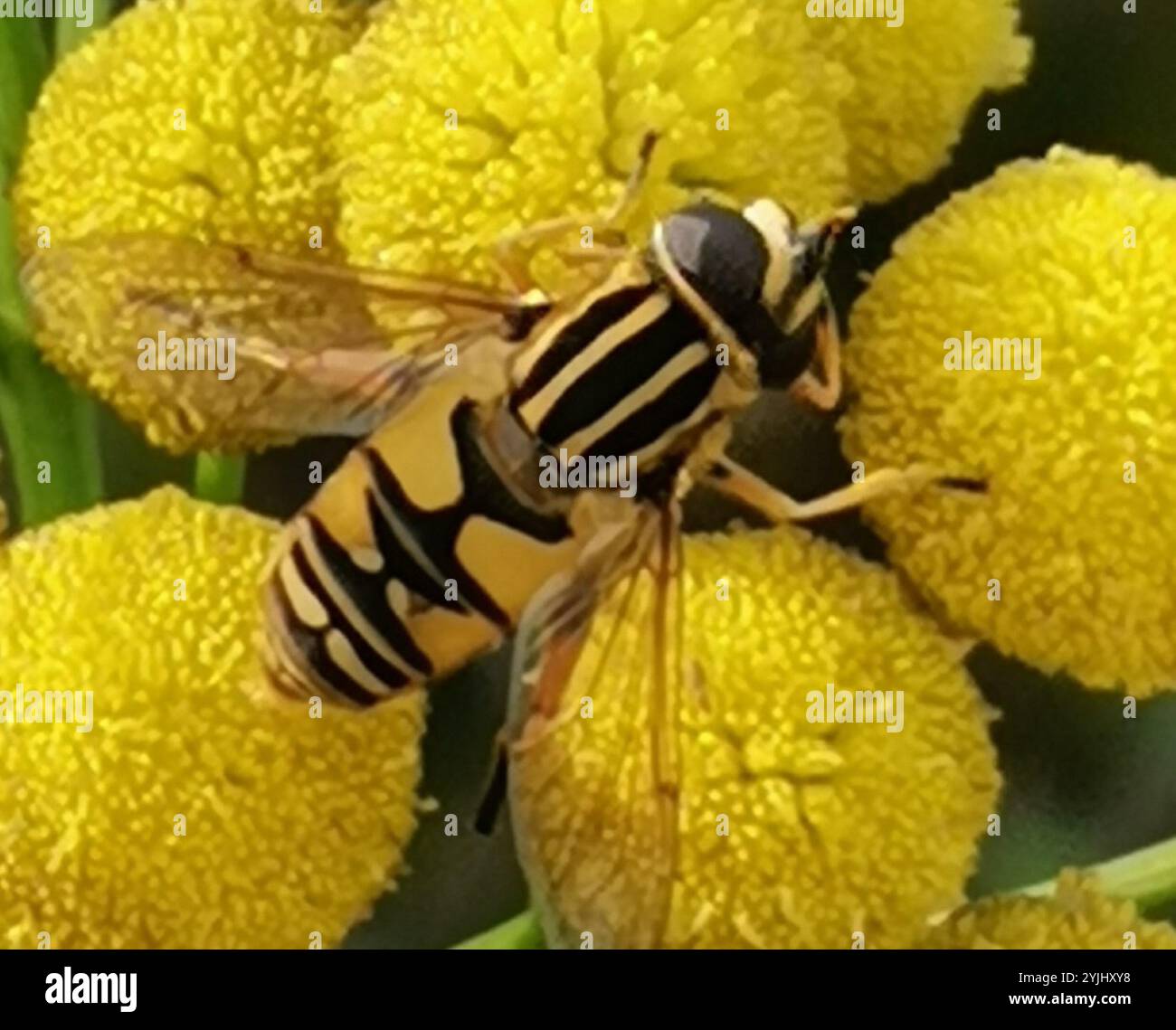 Sun Fly (Helophilus pendulus Stock Photo - Alamy