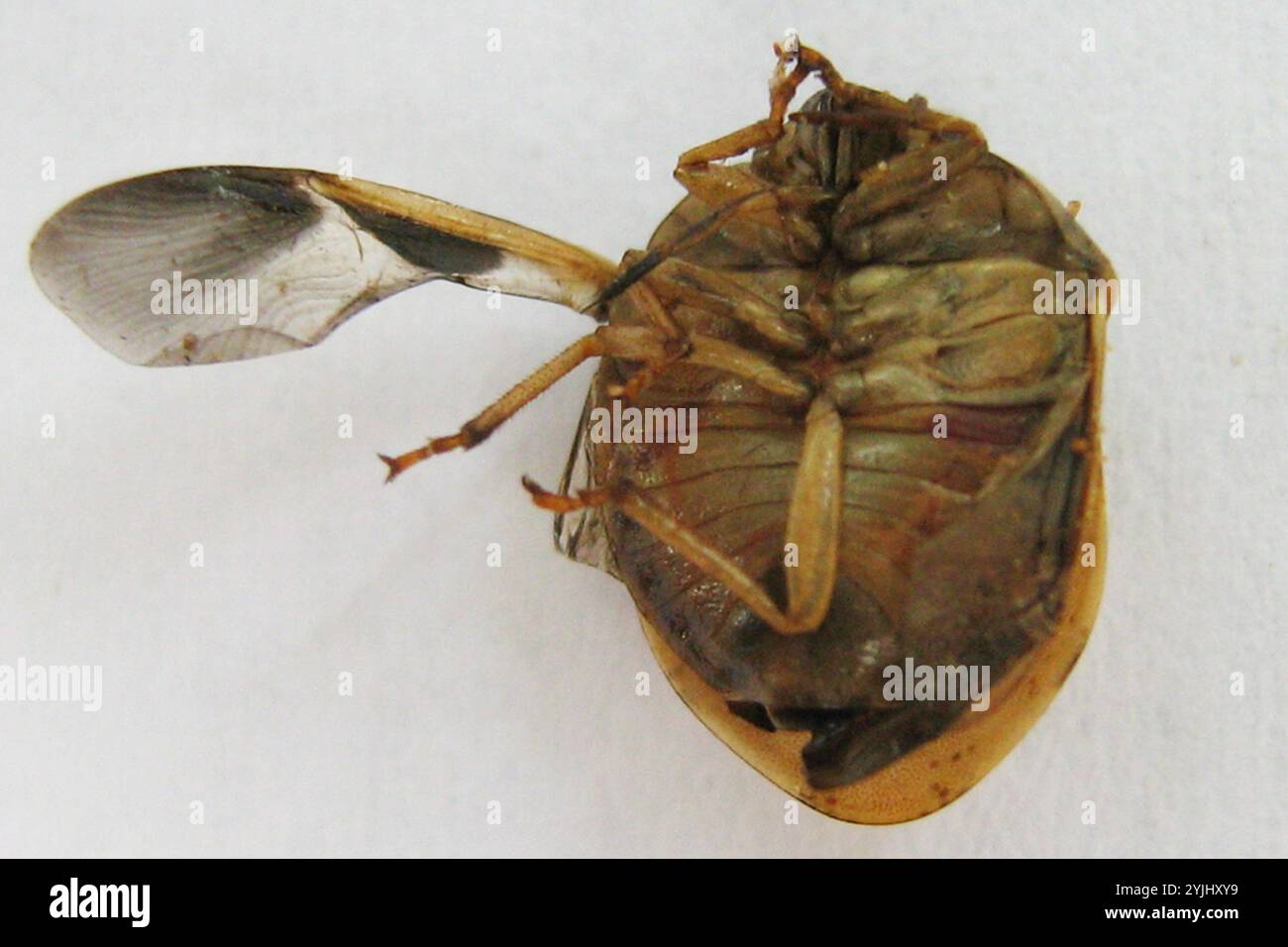 Sphaerocoris hi-res stock photography and images - Alamy