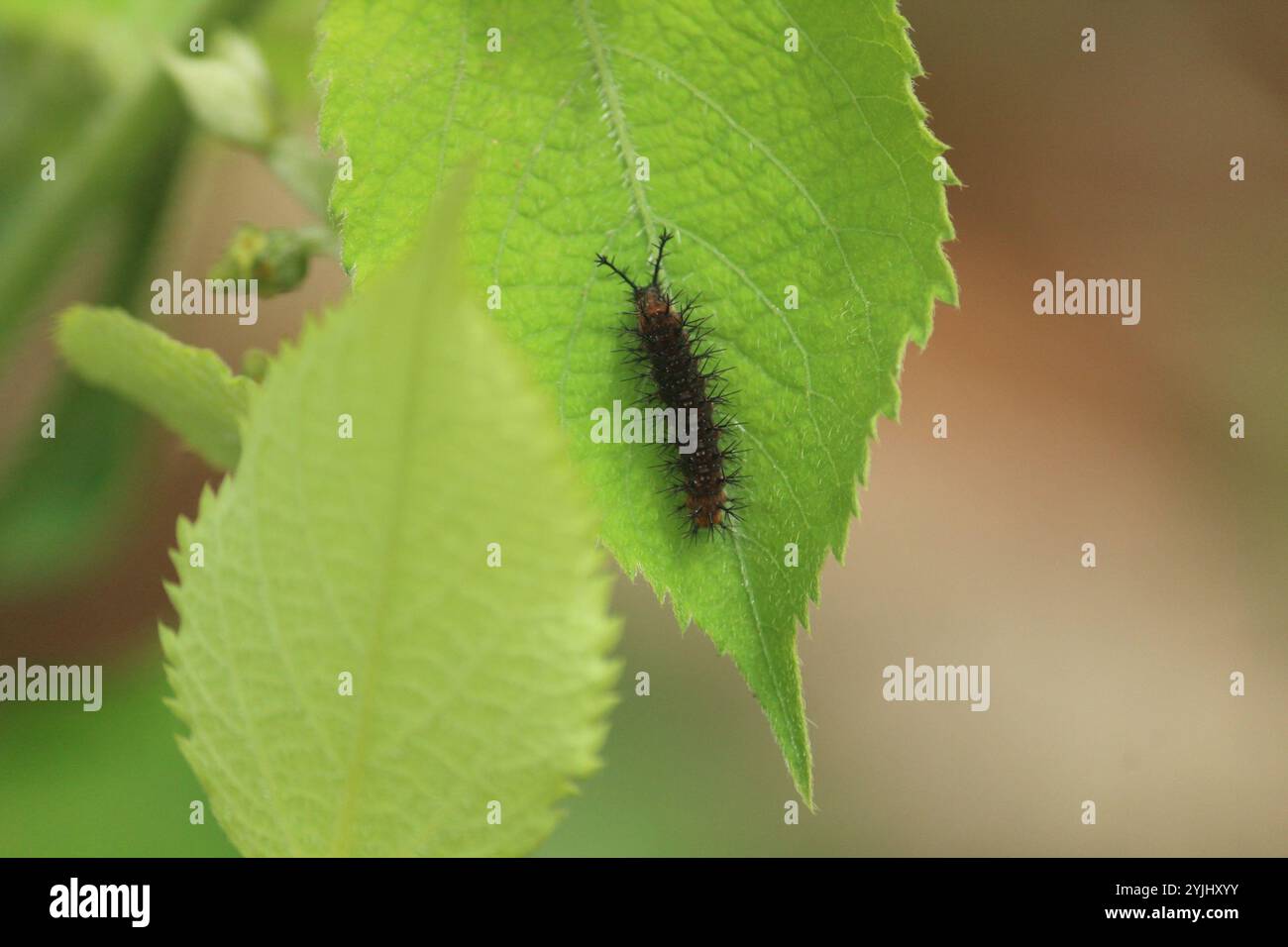 Angled Castor (Ariadne ariadne Stock Photo - Alamy