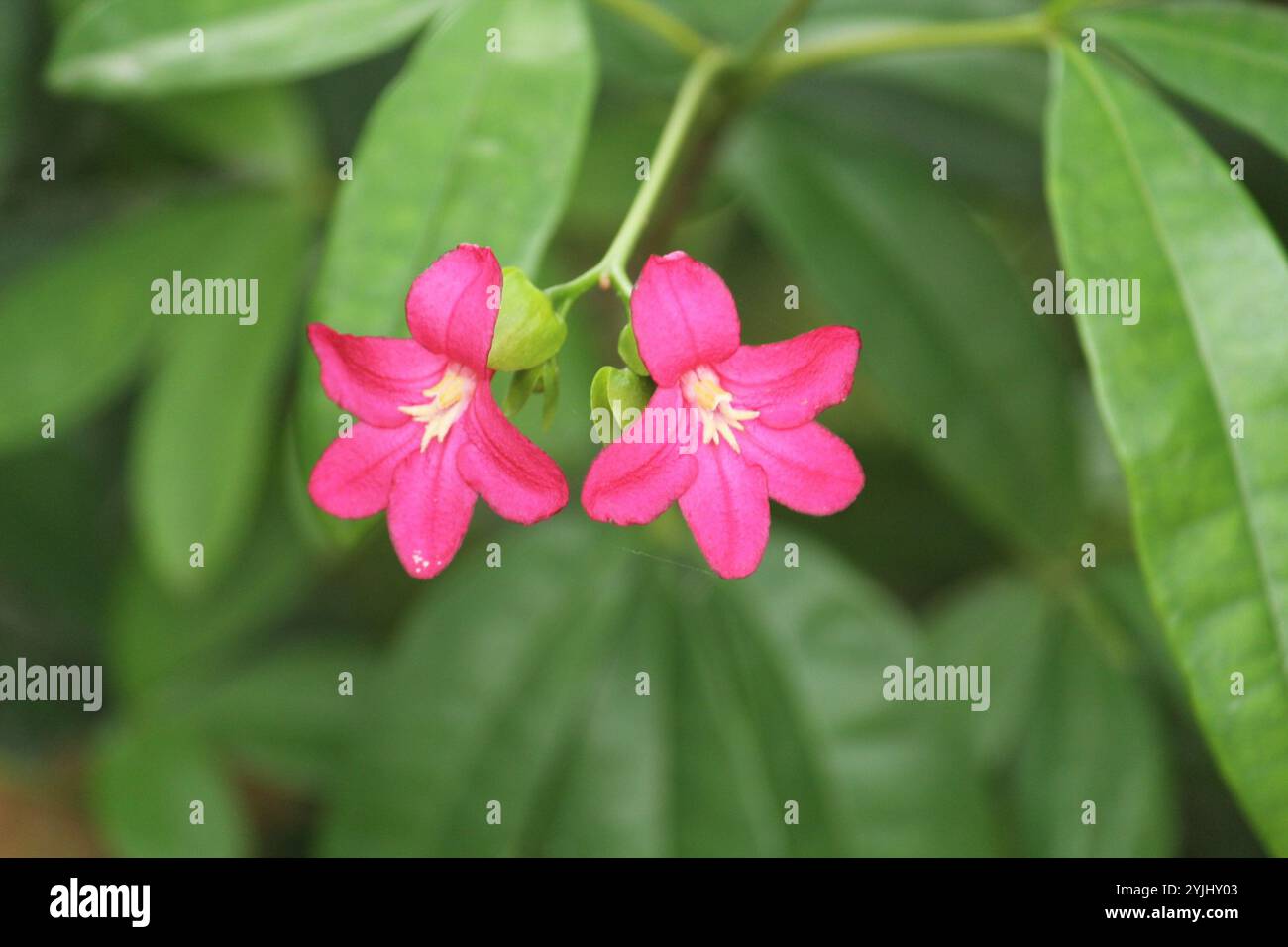 Lemonia (Ravenia spectabilis Stock Photo - Alamy