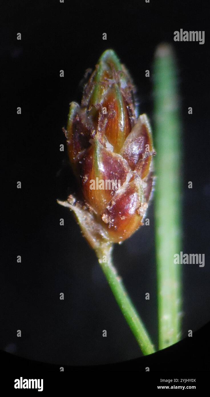 Common Fringe-rush (Fimbristylis dichotoma Stock Photo - Alamy