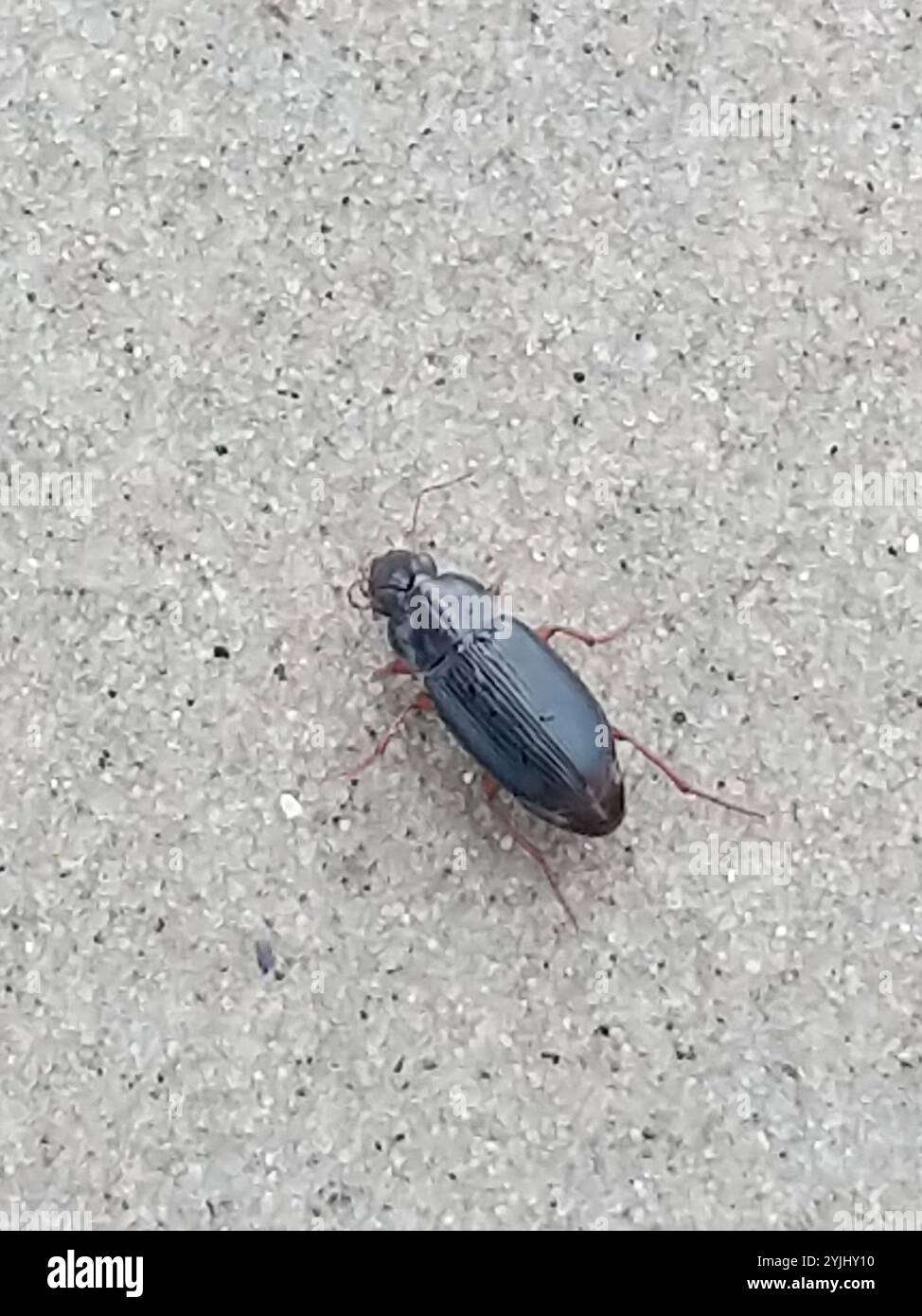 Harpalus hi-res stock photography and images - Alamy