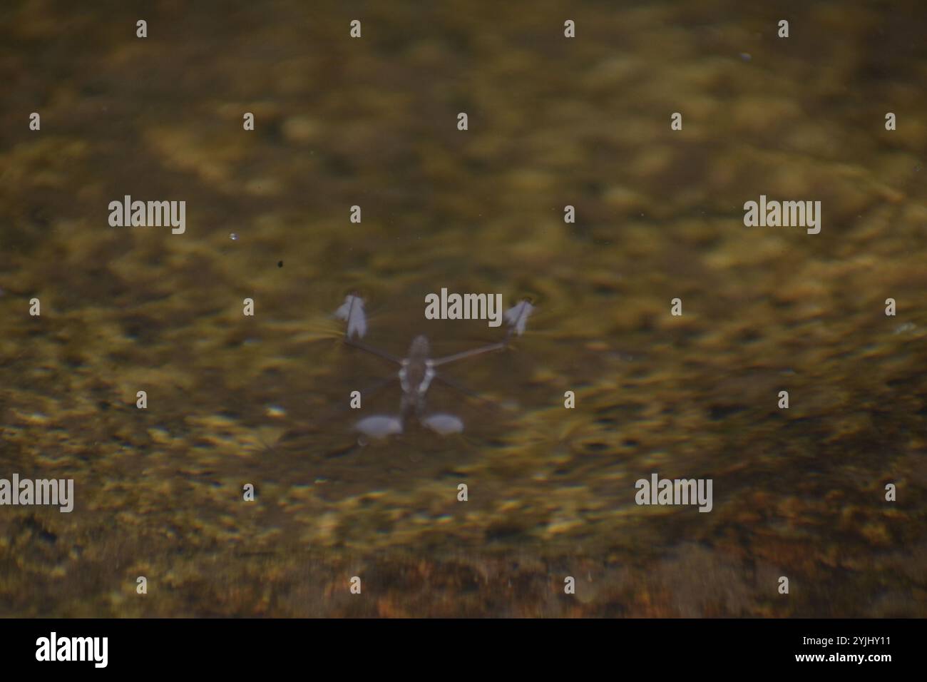 North American Common Water Strider (Aquarius remigis Stock Photo - Alamy