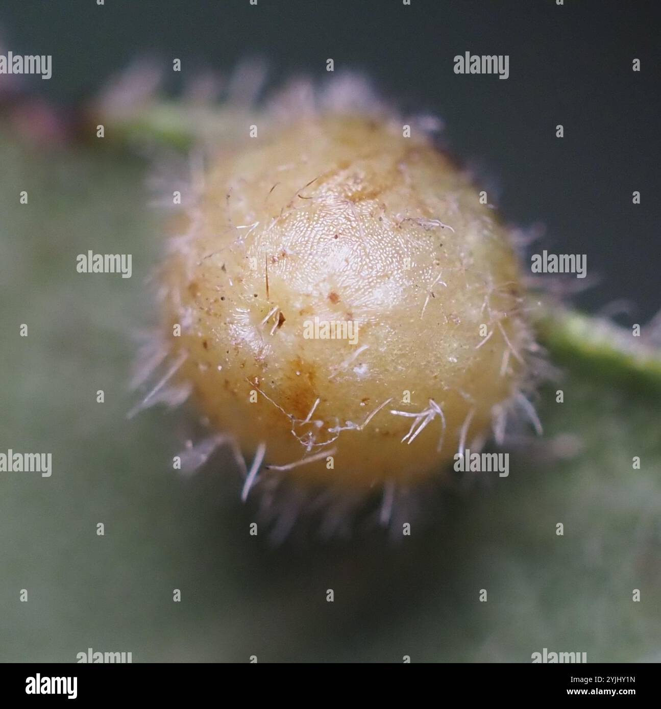 Hickory Placenta Gall Midge (Caryomyia thompsoni Stock Photo - Alamy