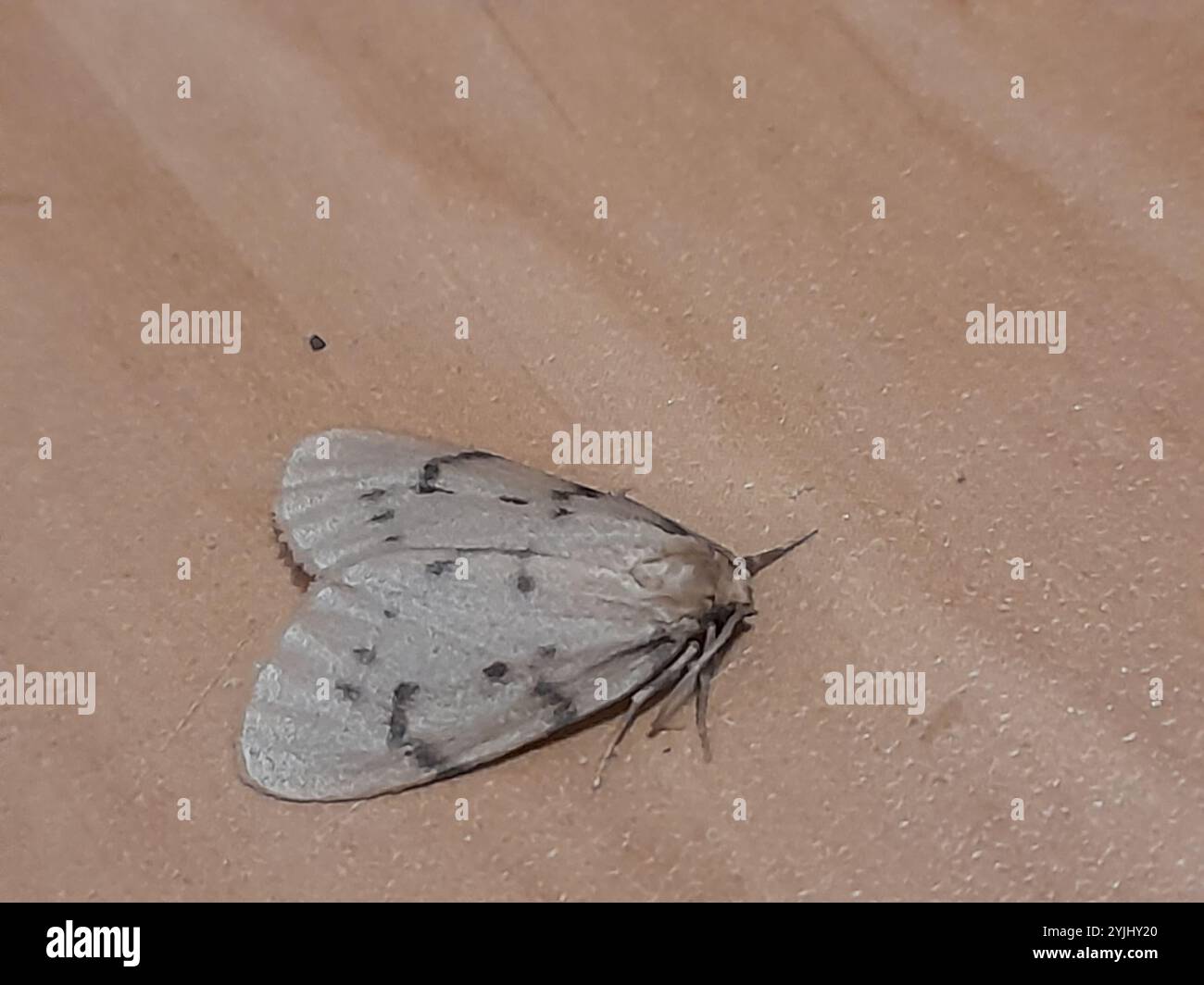 Paidia hi-res stock photography and images - Alamy