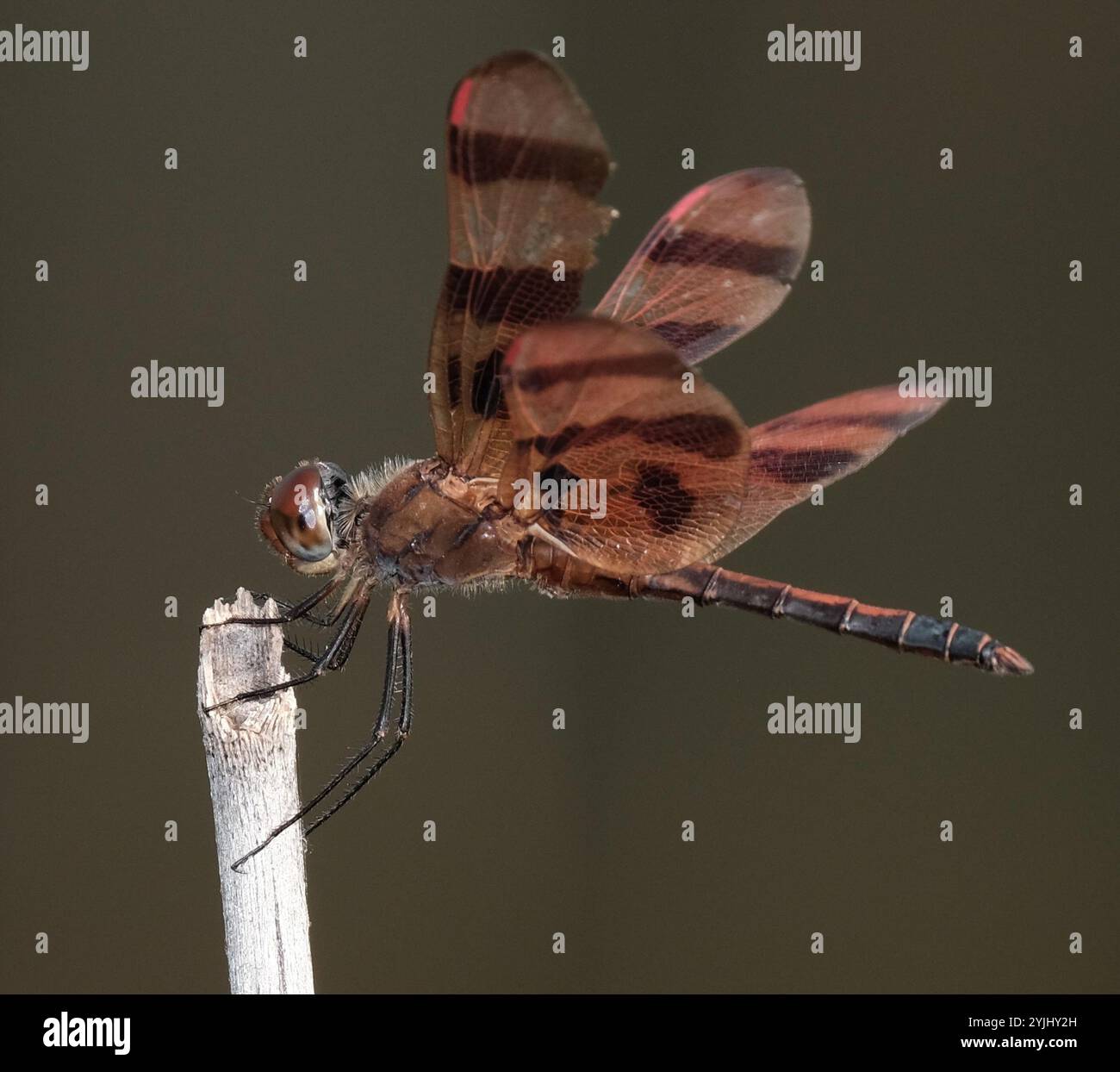 Halloween Pennant (Celithemis eponina Stock Photo - Alamy