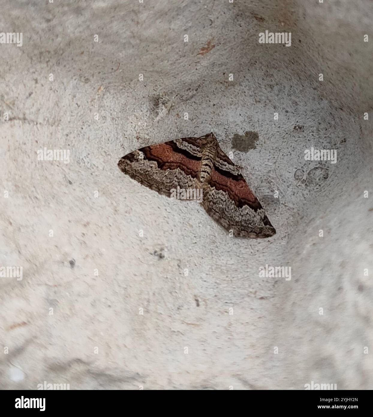 Flame Carpet (Xanthorhoe designata Stock Photo - Alamy