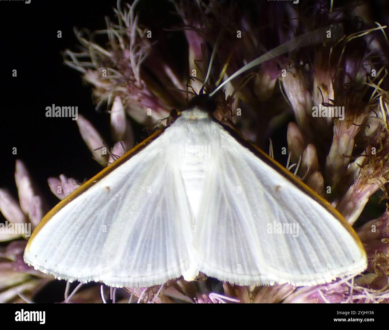 Orange-shouldered Sherbet Moth (Diaphania costata Stock Photo - Alamy