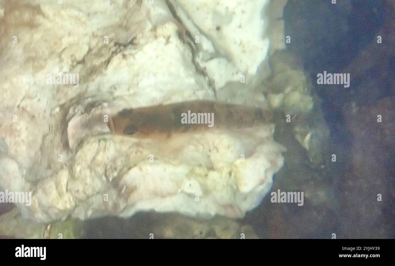 Two-spotted Goby (Pomatoschistus flavescens Stock Photo - Alamy