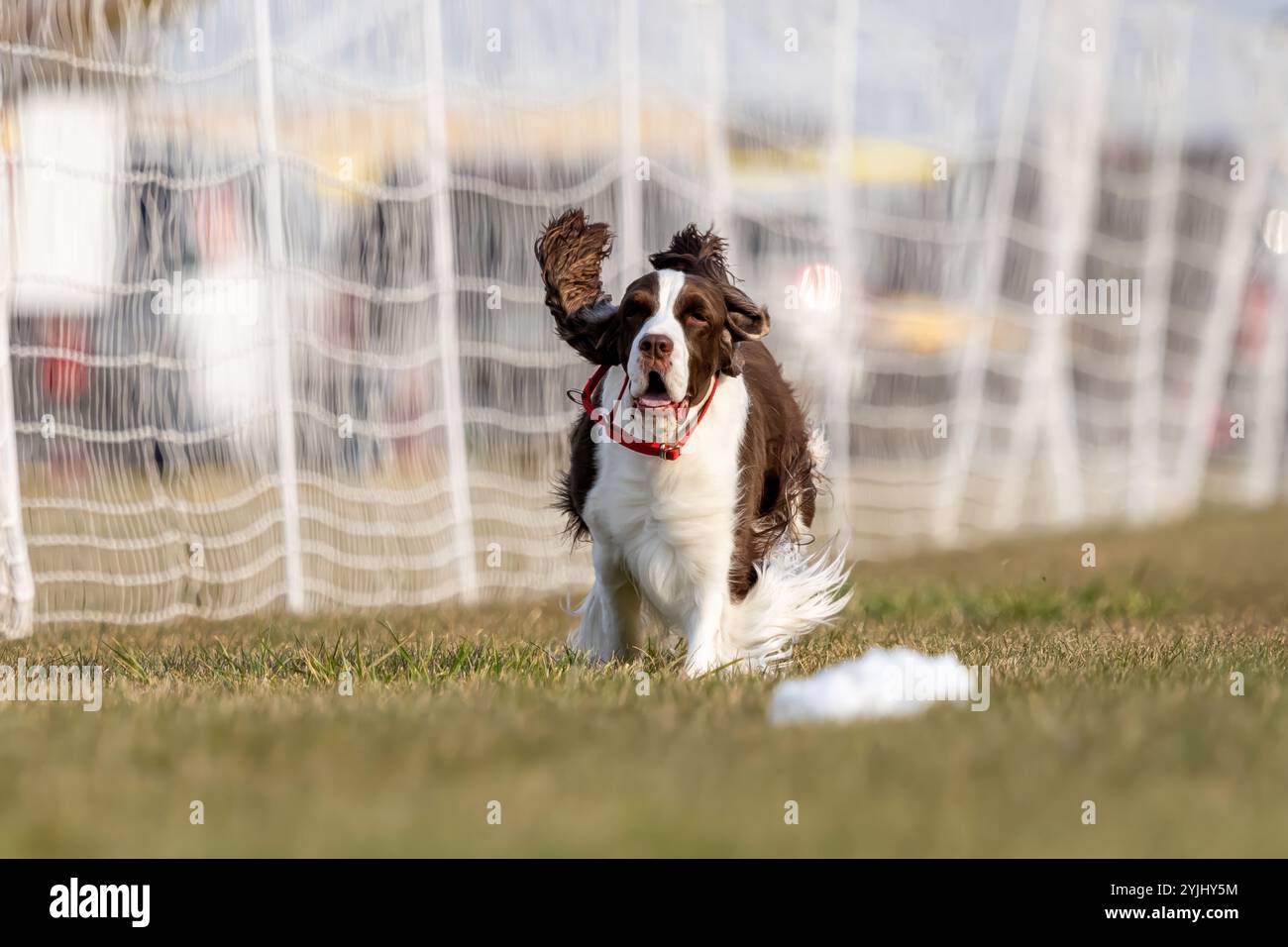 English Springer Spaniel Running Lure Course Sprint Dog Sport Stock ...