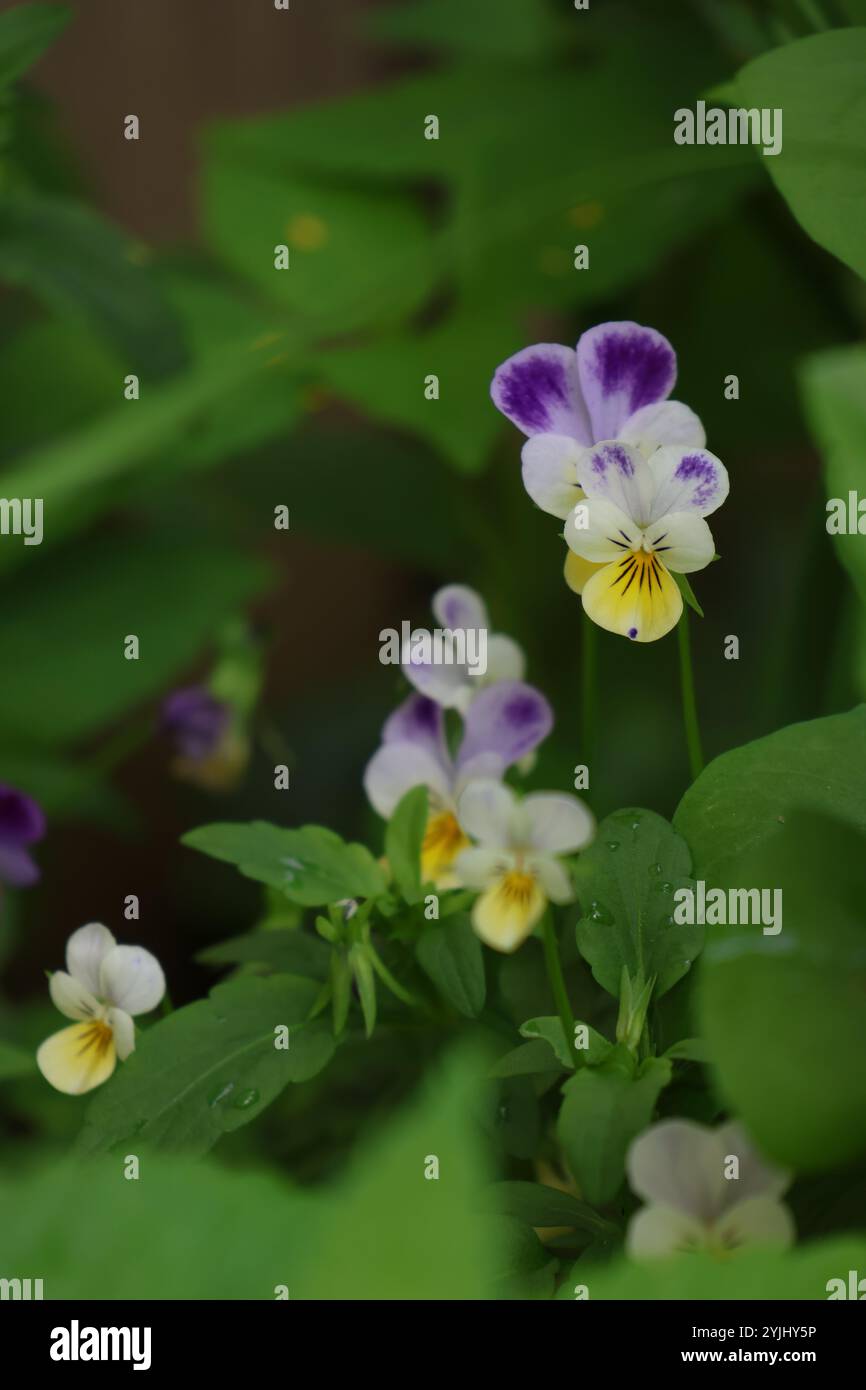 Johnny jump up flower hi-res stock photography and images - Alamy