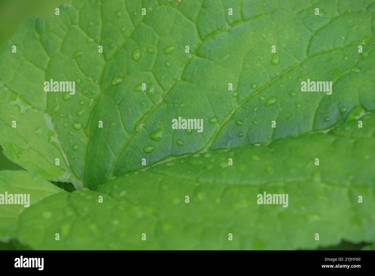 Raindrops on a large leaf Stock Photo - Alamy
