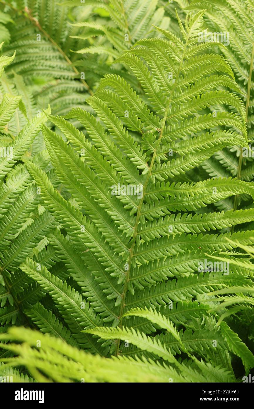 Green summer fern leaf hi-res stock photography and images - Alamy