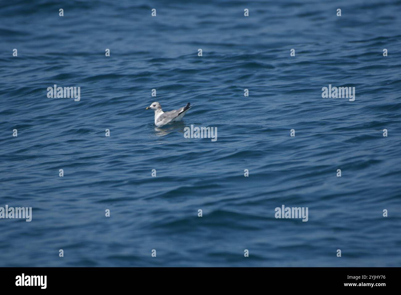 Sabine's Gull (Xema sabini Stock Photo - Alamy