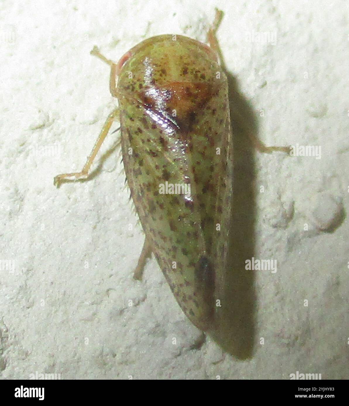 Typical Leafhoppers (Cicadellidae Stock Photo - Alamy