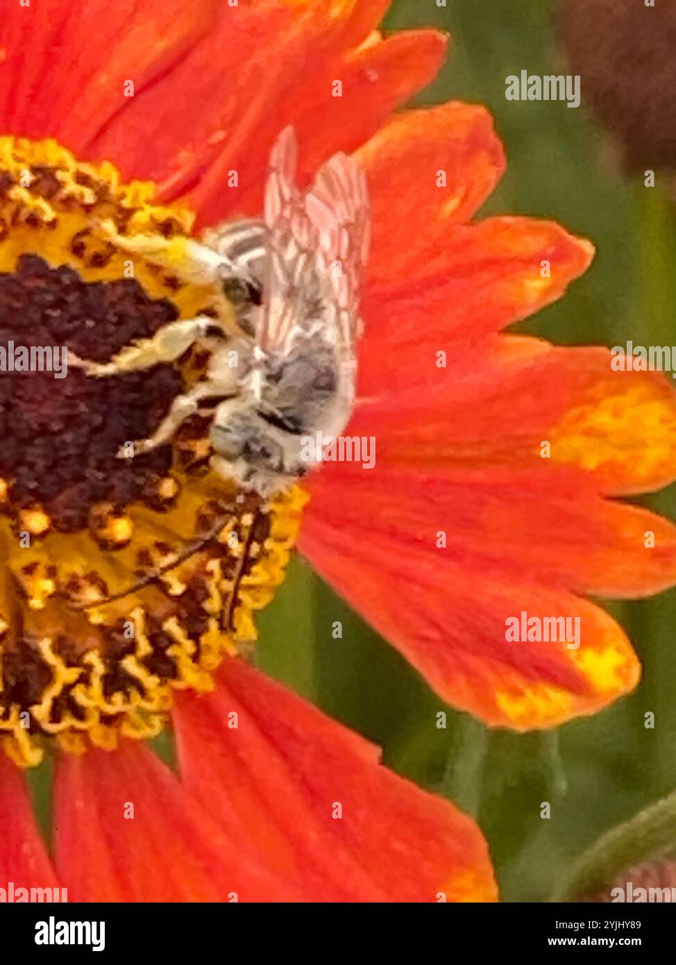 Apine Bees (Apinae Stock Photo - Alamy