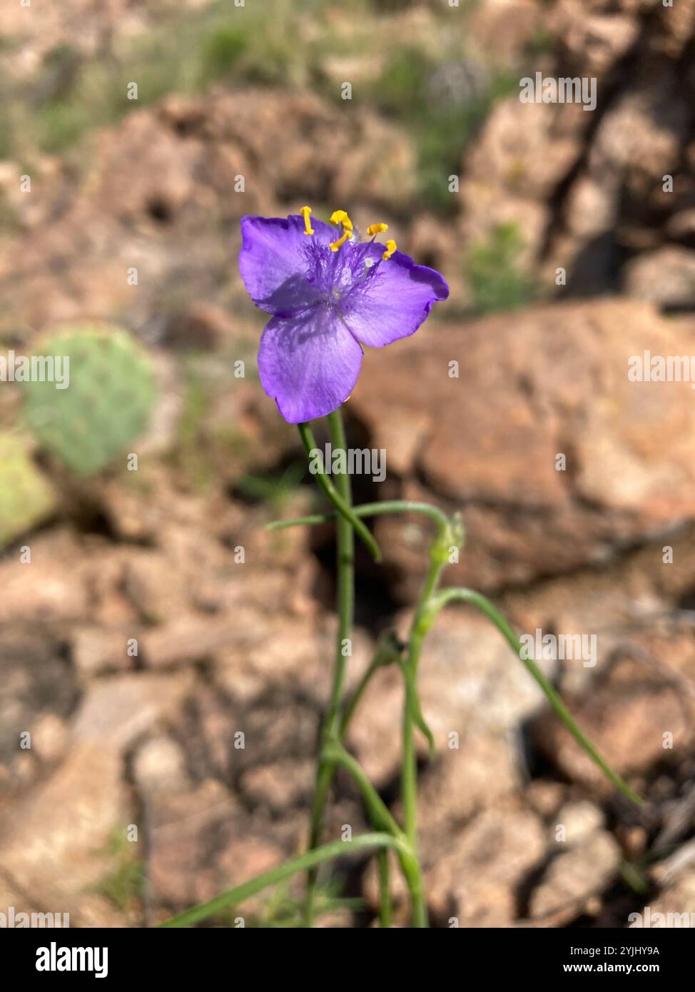 pinewoods spiderwort (Tradescantia pinetorum Stock Photo - Alamy
