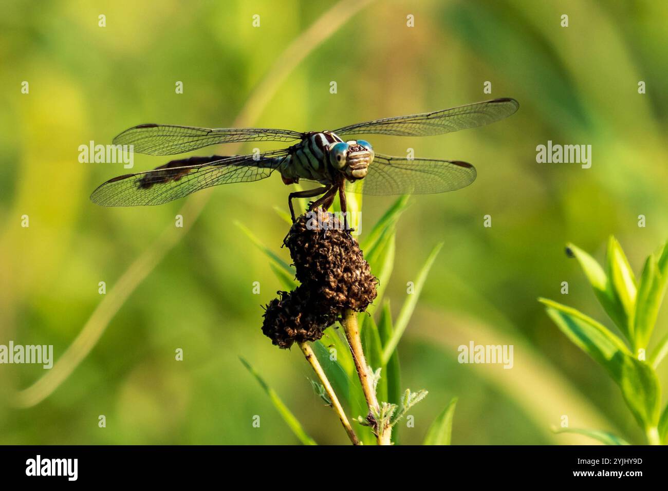 Stylurus plagiatus hi-res stock photography and images - Alamy