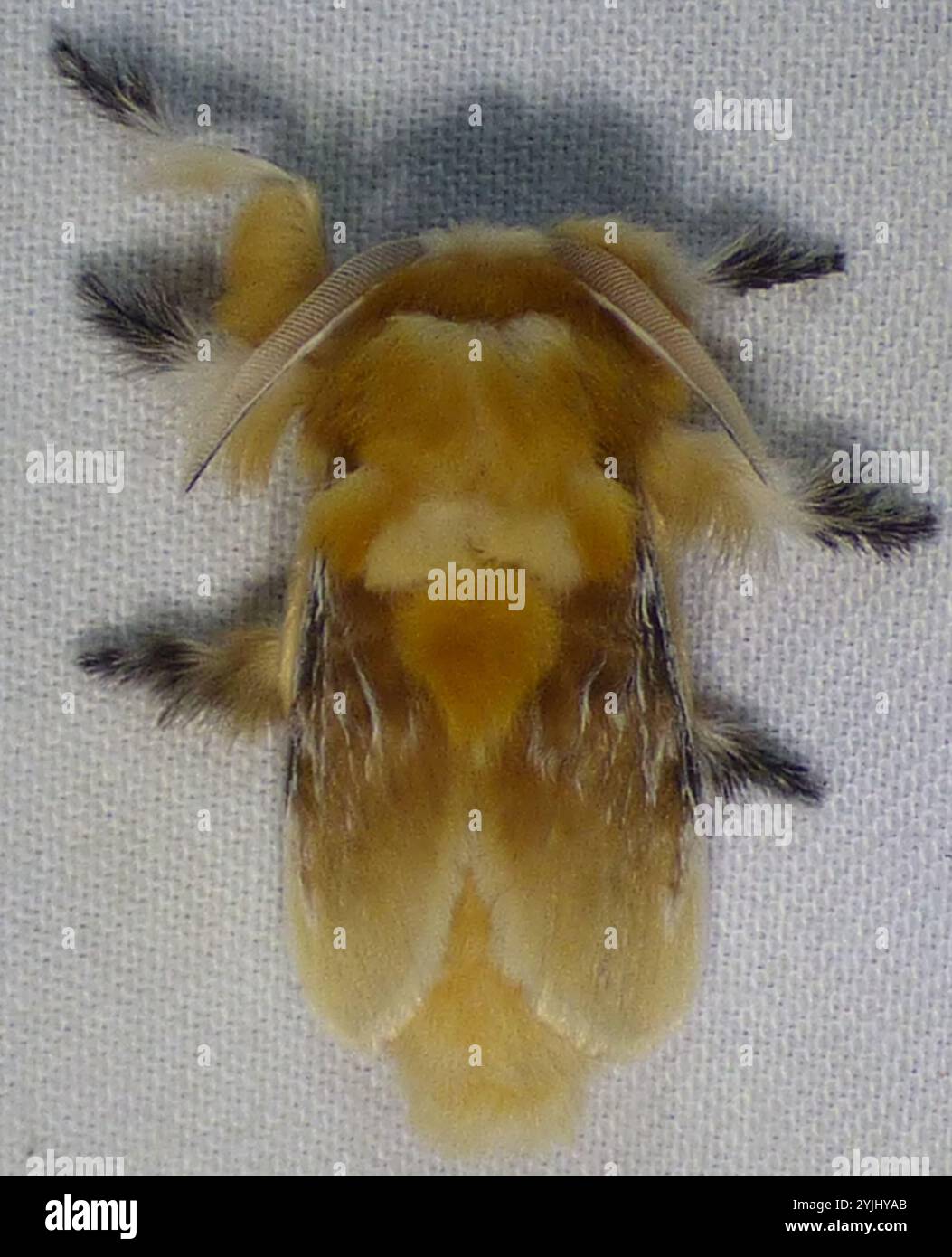 Southern Flannel Moth (Megalopyge opercularis Stock Photo - Alamy