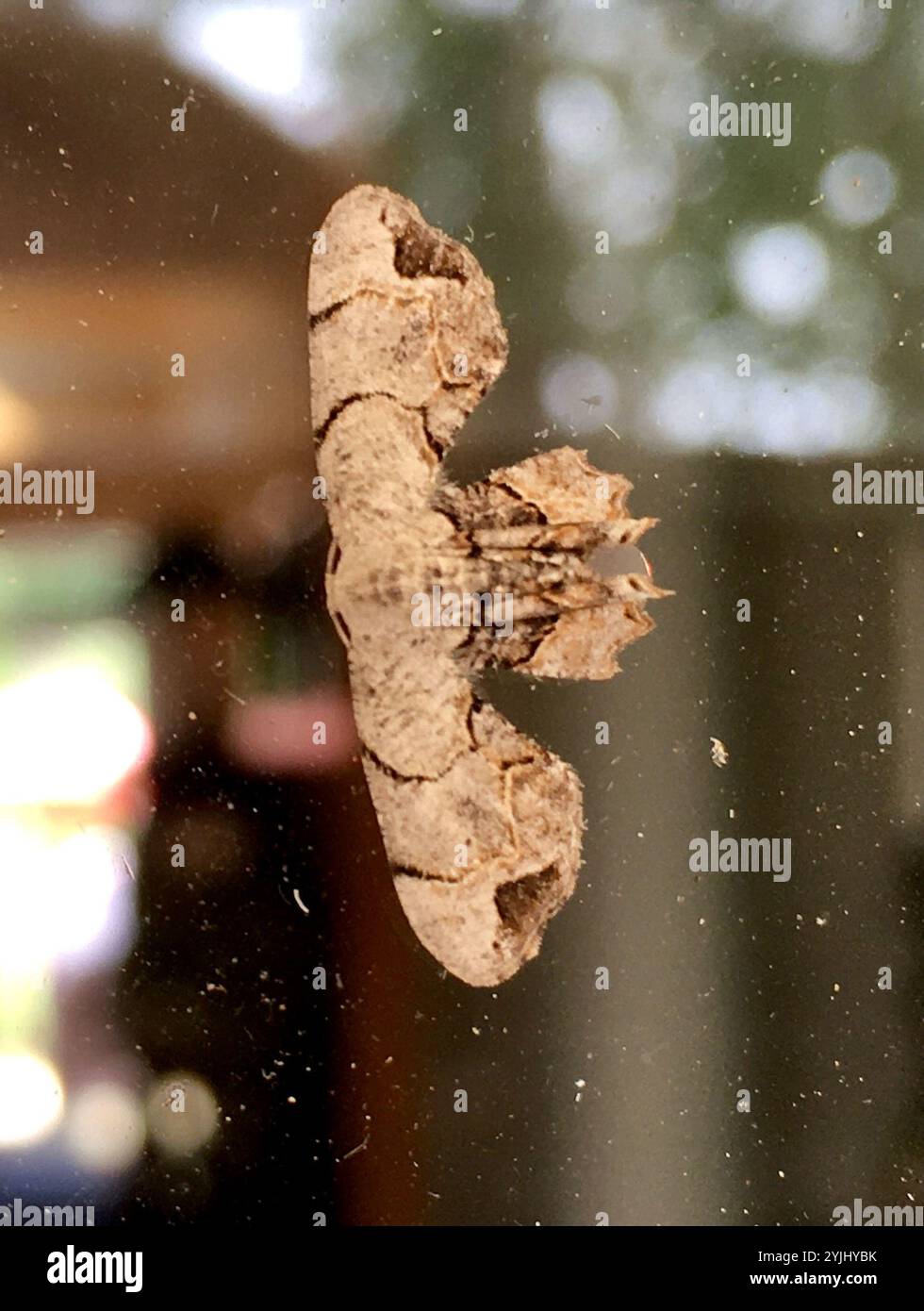 Callizzia amorata hi-res stock photography and images - Alamy