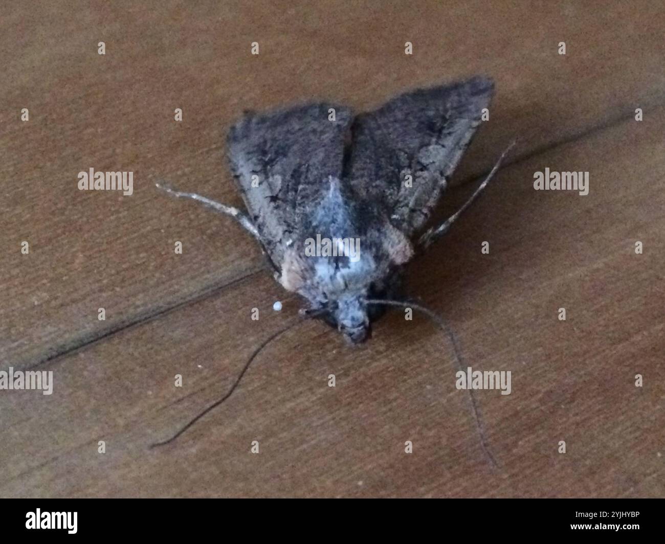 Variegated Cutworm Moth (Peridroma saucia Stock Photo - Alamy